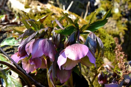 Jarné kvety v Prešove: Aj tieto symbolizujú koniec zimy! - [5]